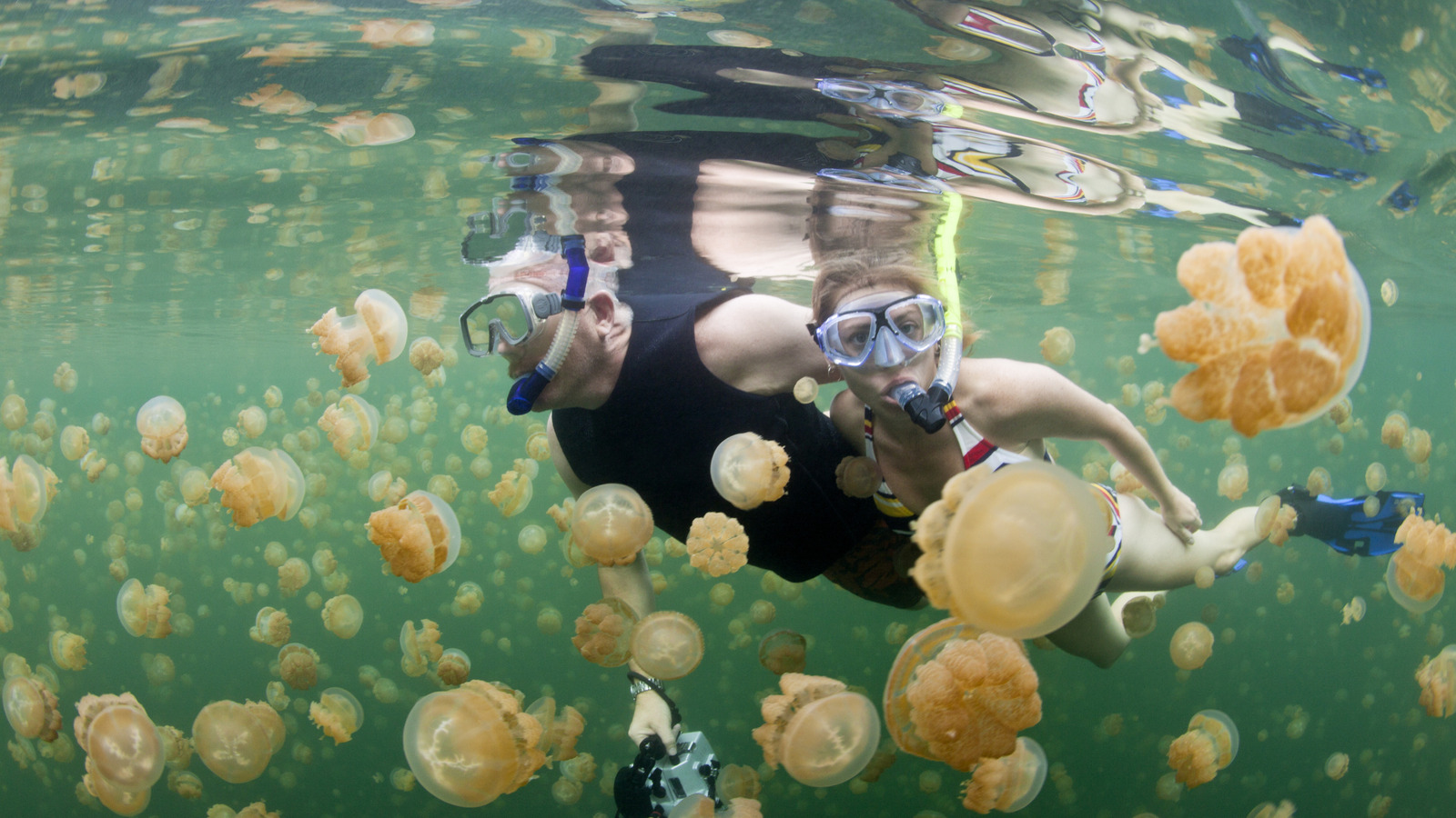 12 Dangerous Creatures To Be Aware Of Before Snorkeling In The Caribbean