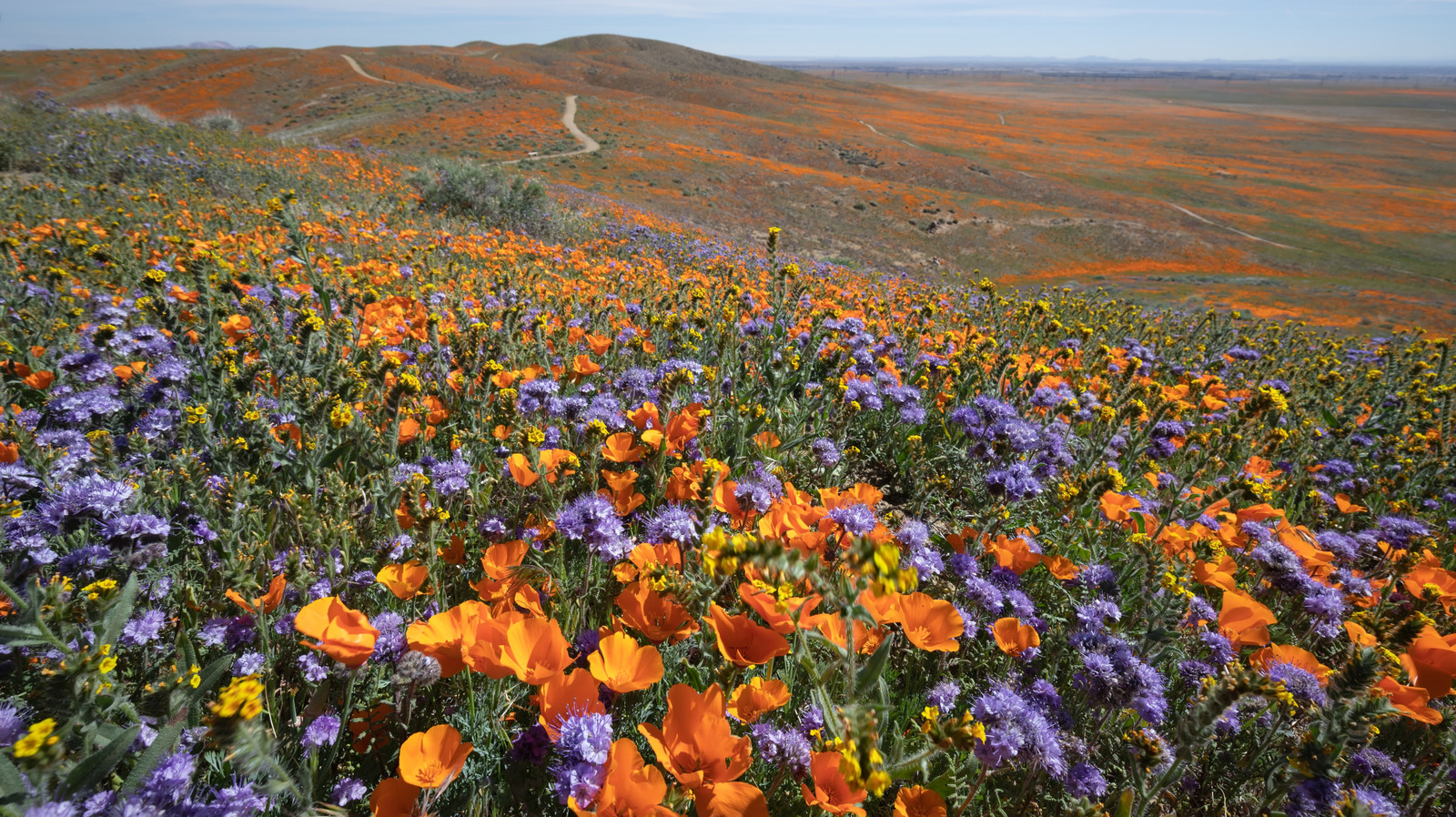 13 Mesmerizing Places To See Flowers In Bloom Around The World (No ...