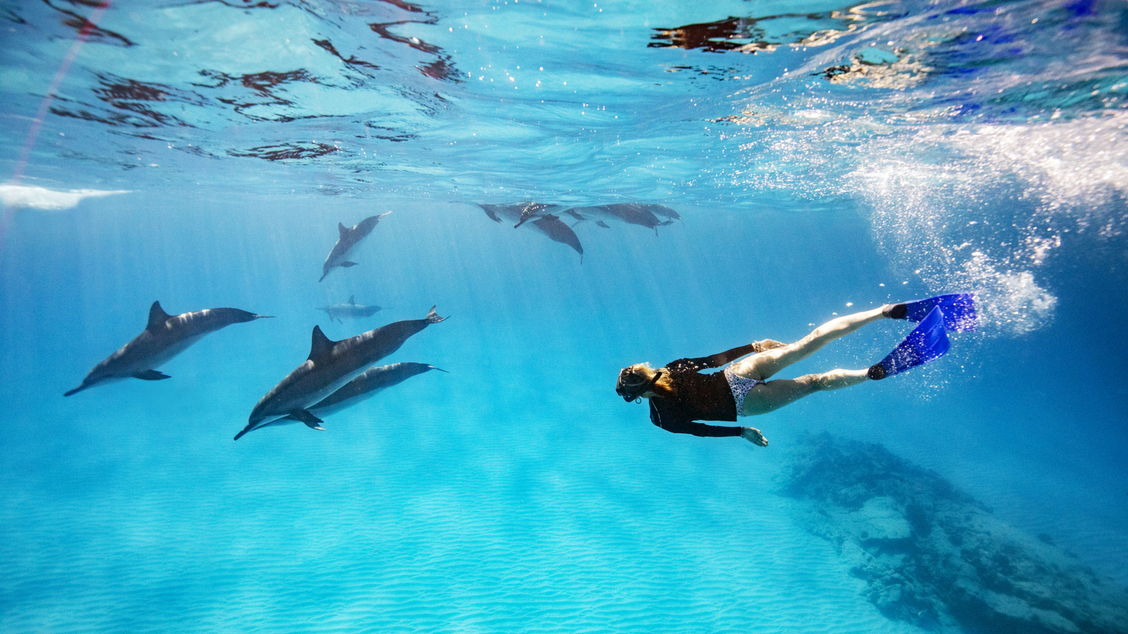 15 Best Places To Swim With Dolphins Across The World