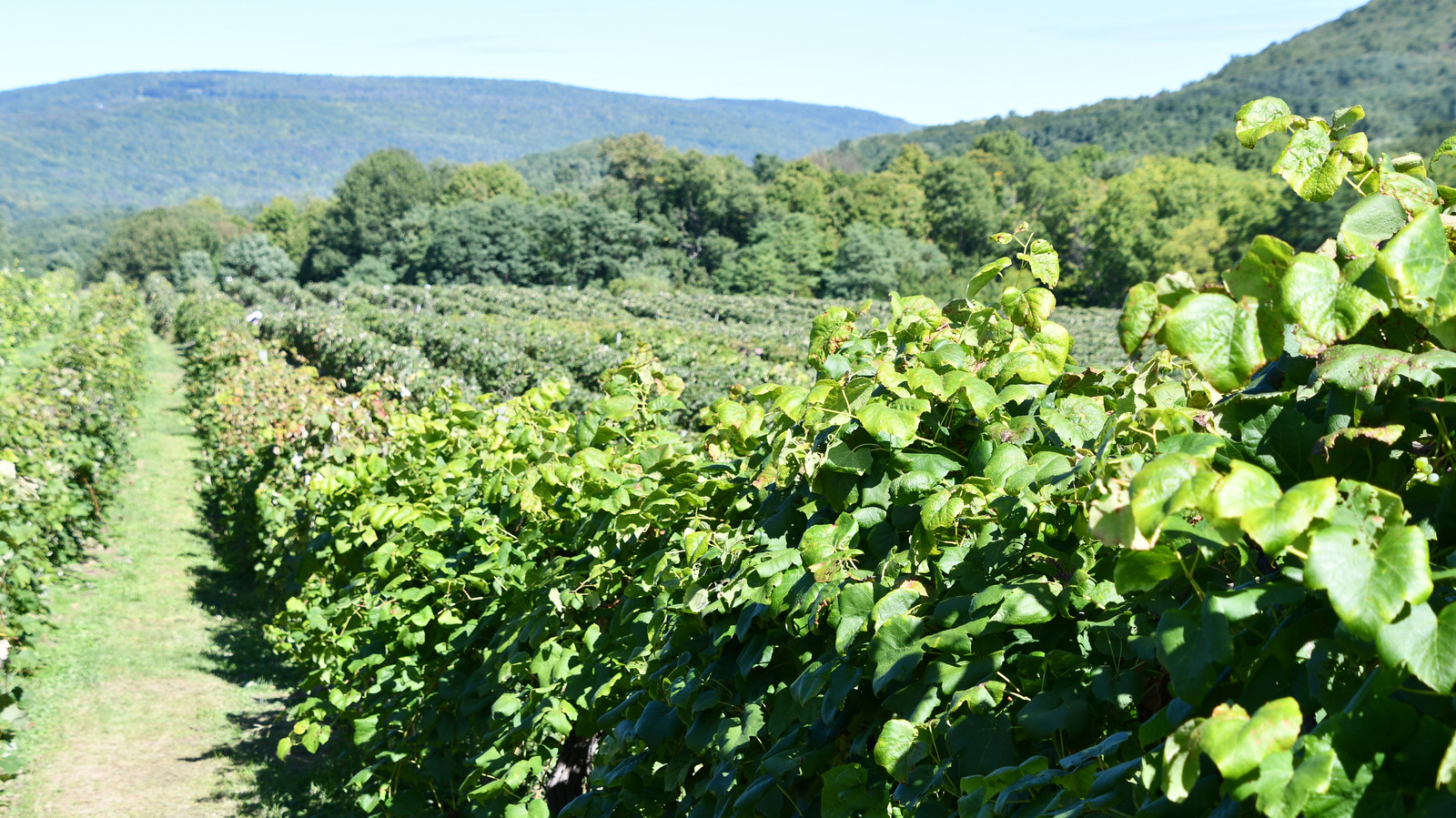 A Small Town In New York's Beautiful Finger Lakes Is Home To A Storied ...