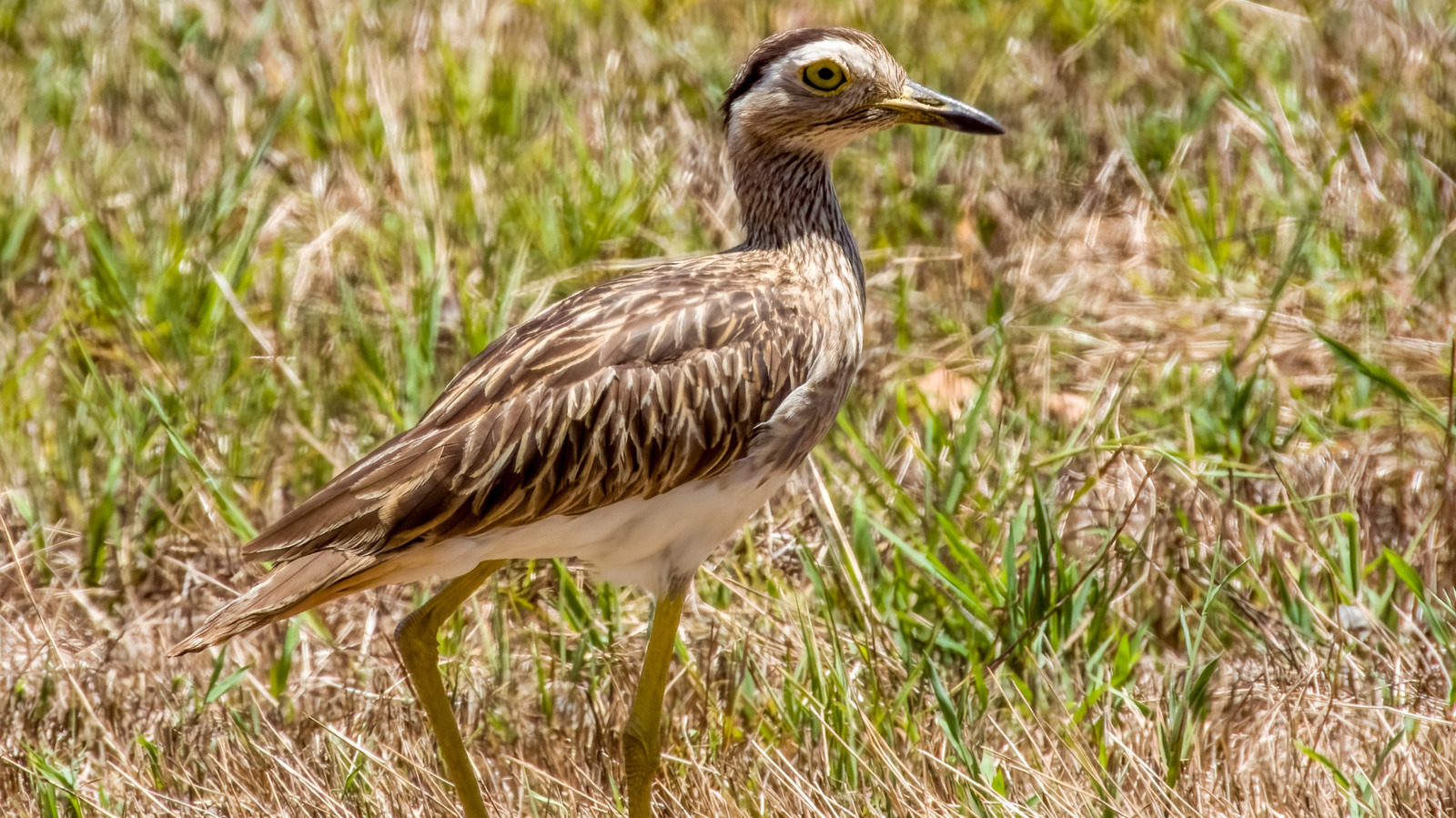 A Strange Animal Not Spotted In Texas Since 1961 Has Birders Flocking ...