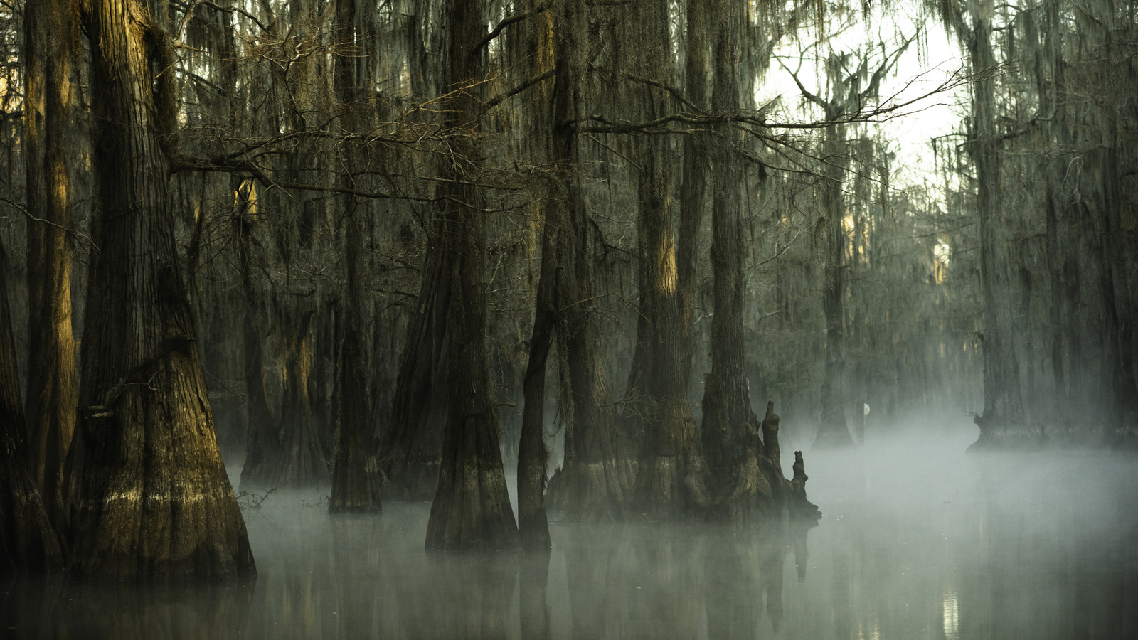 A Swampy State Park With One Of Texas' Largest Freshwater Lakes Boasts ...