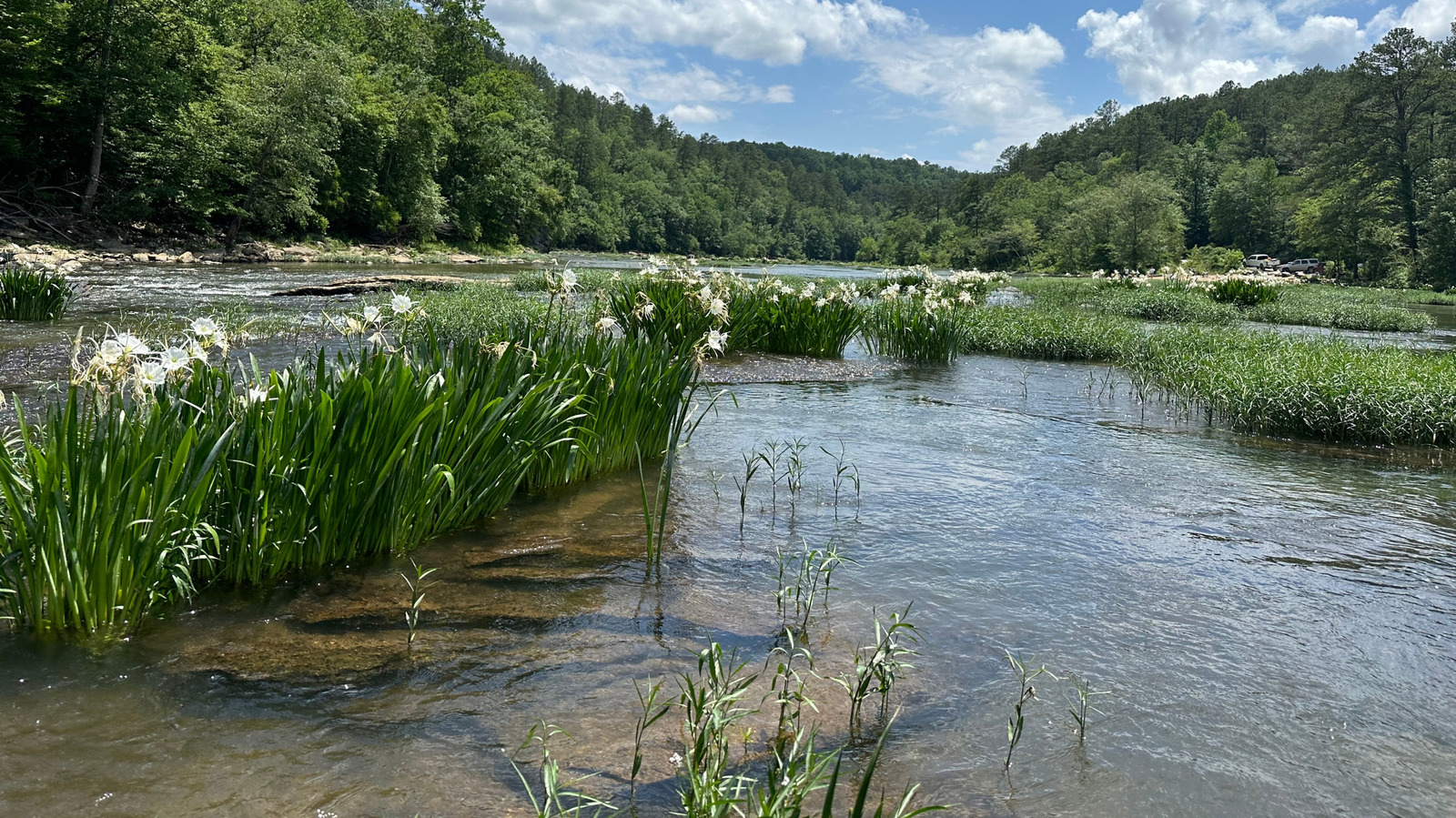 Alabama's Longest Free-Flowing River Is A Recreational Playground Bursting With Rare Lilies In ...