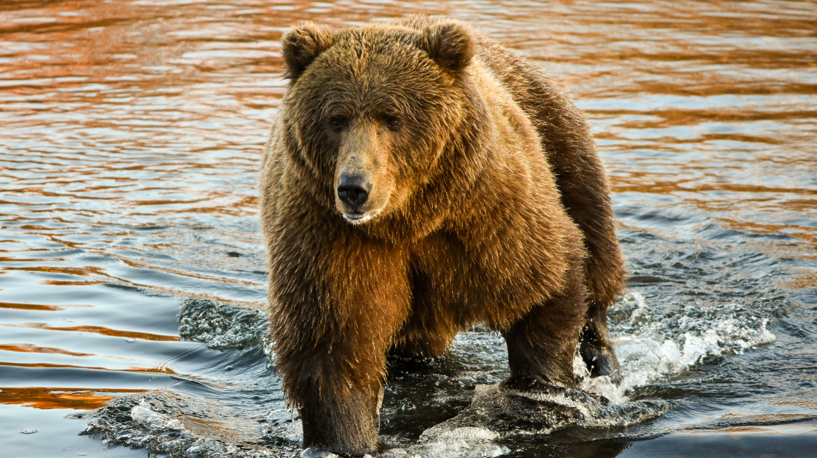 Alaska's Breathtaking Coastal City Is Considered The 'Brown Bear ...