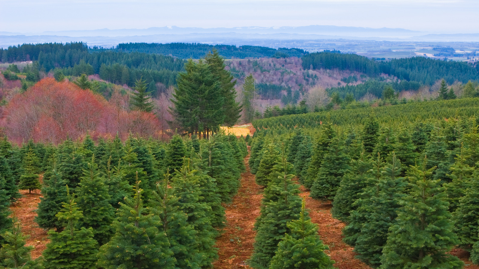 America's Two States With The Most Christmas Trees Are On Opposite Ends ...