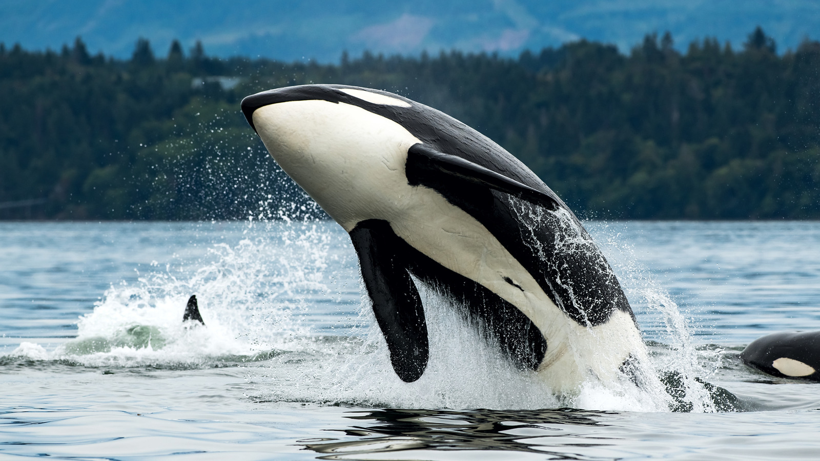 America's 8 Beaches With The Most Whale Sightings (And The Best Time To ...