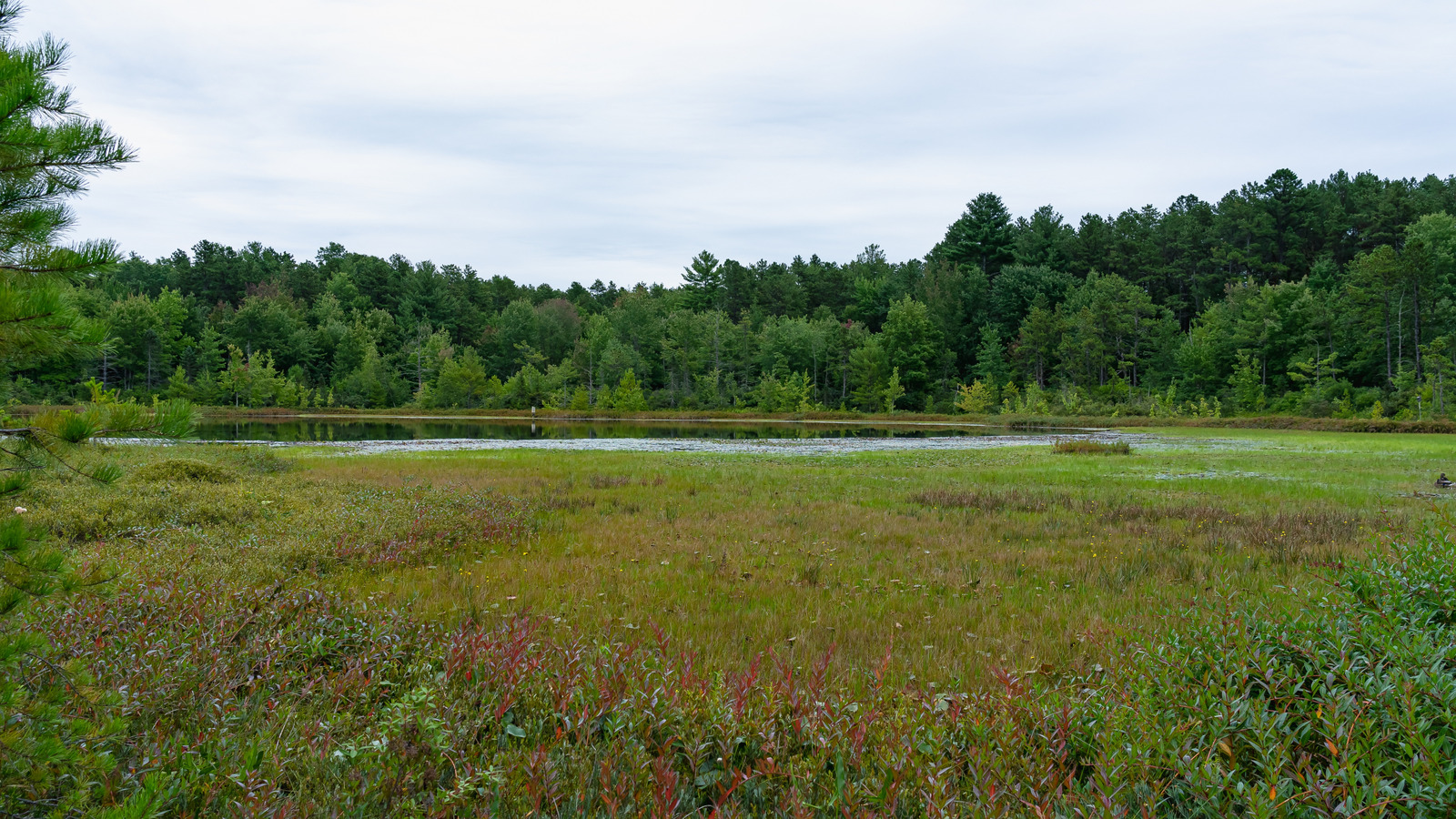 This New Hampshire Wildlife Sanctuary Has Rare Flora & Wetland Wildlife