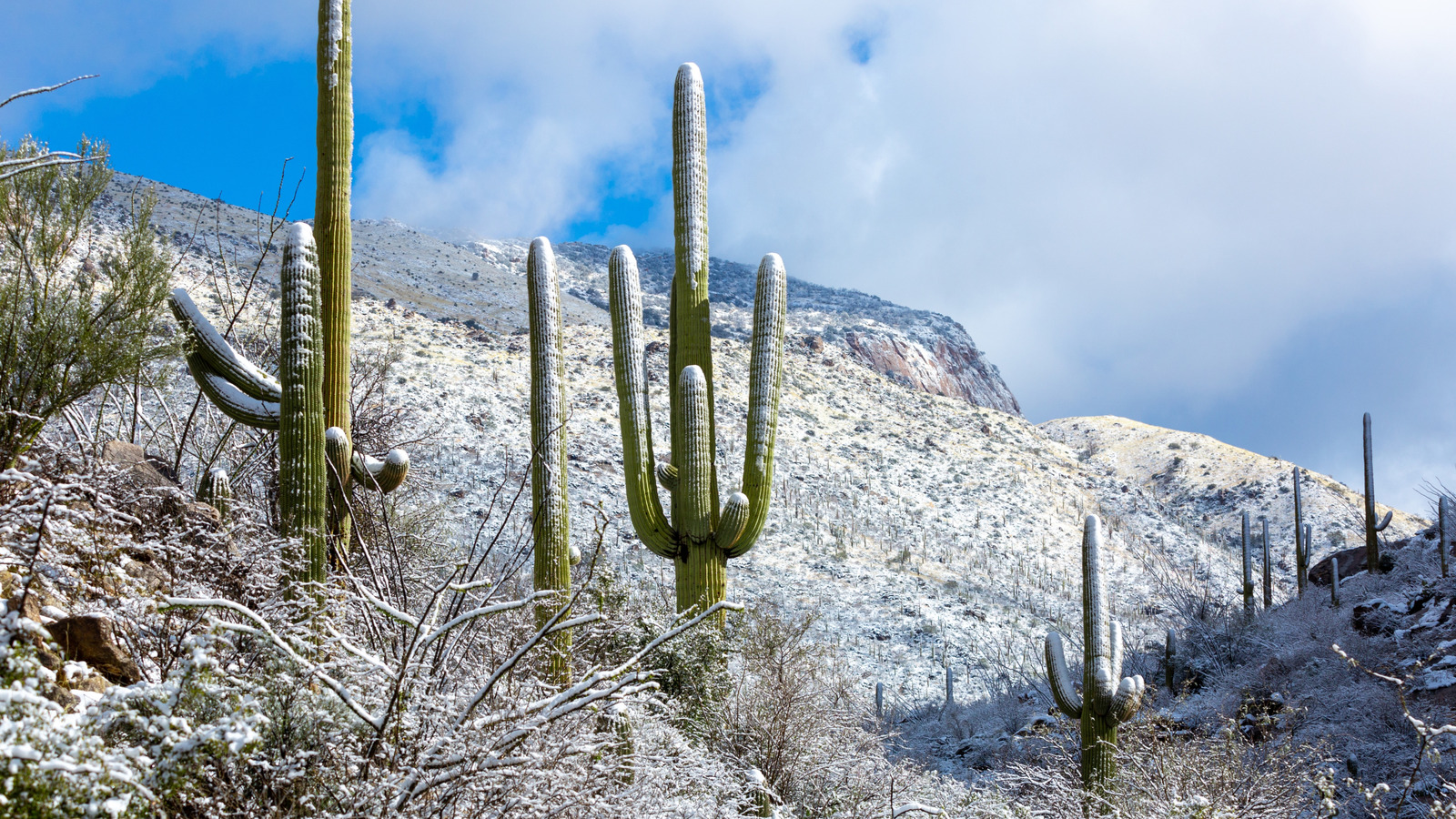 Arizona's 5 Most Popular Destinations With Cooler Temperatures