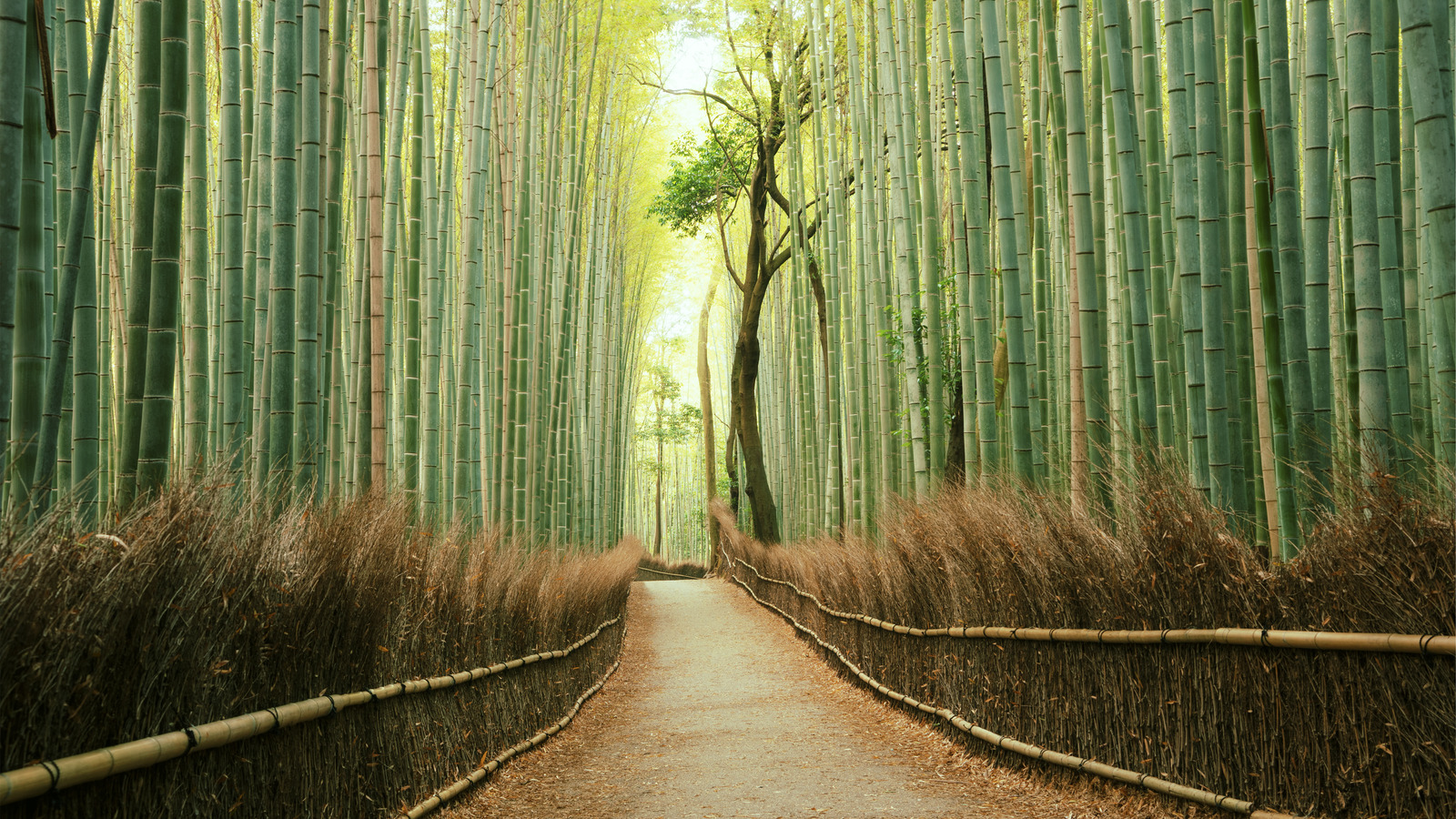 Avoid Kyoto's Jostling Crowds At These Hidden Bamboo Groves Of Serenity ...