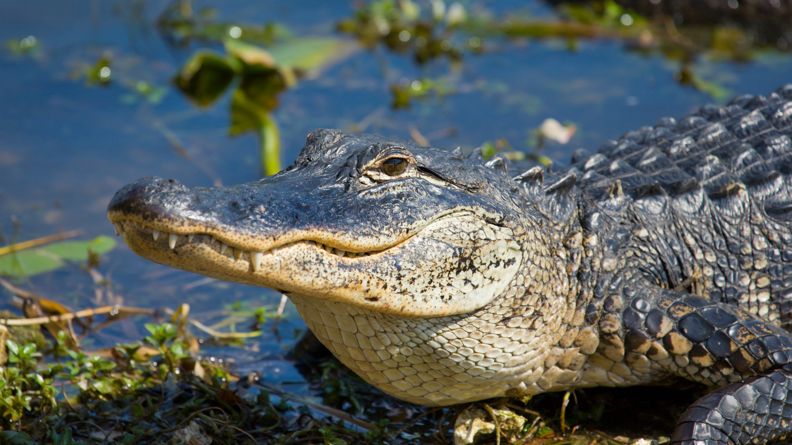 Avoid Swimming At These Alligator And Crocodile-Infested Waters Across ...