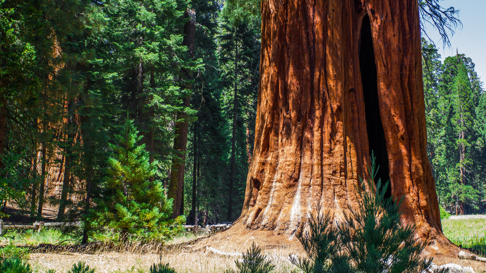 Avoid This Majestic California Tree In Redwood National Park Or Face A ...