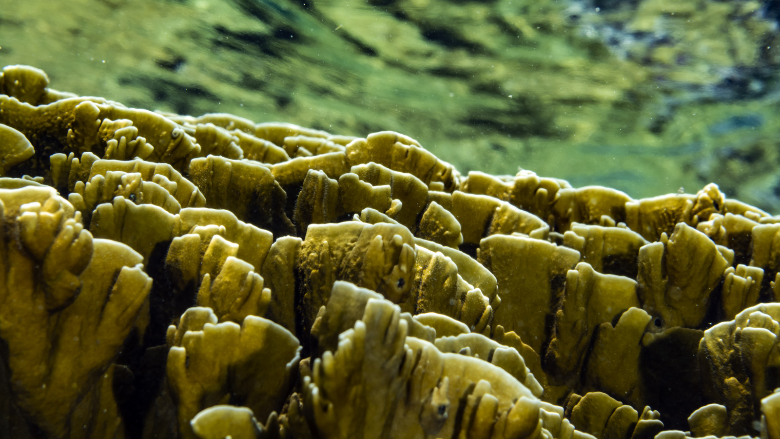 Beware Of The Dangerous Coral In The Caribbean That Tourists Often ...