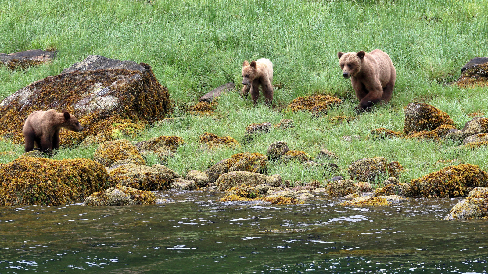 Canada's First And Only Official Grizzly Bear Sanctuary Is A Pristine ...