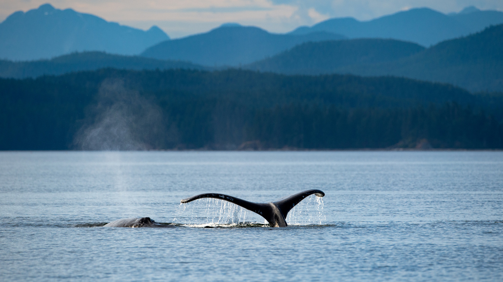 Canada's Secret Island Archipelago Offers Whale Watching, Breathtaking ...