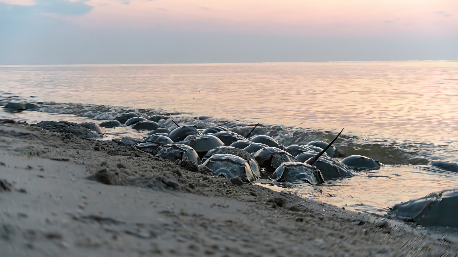 Delaware Is Home To A Pristine Stretch Of Coast With The World's ...