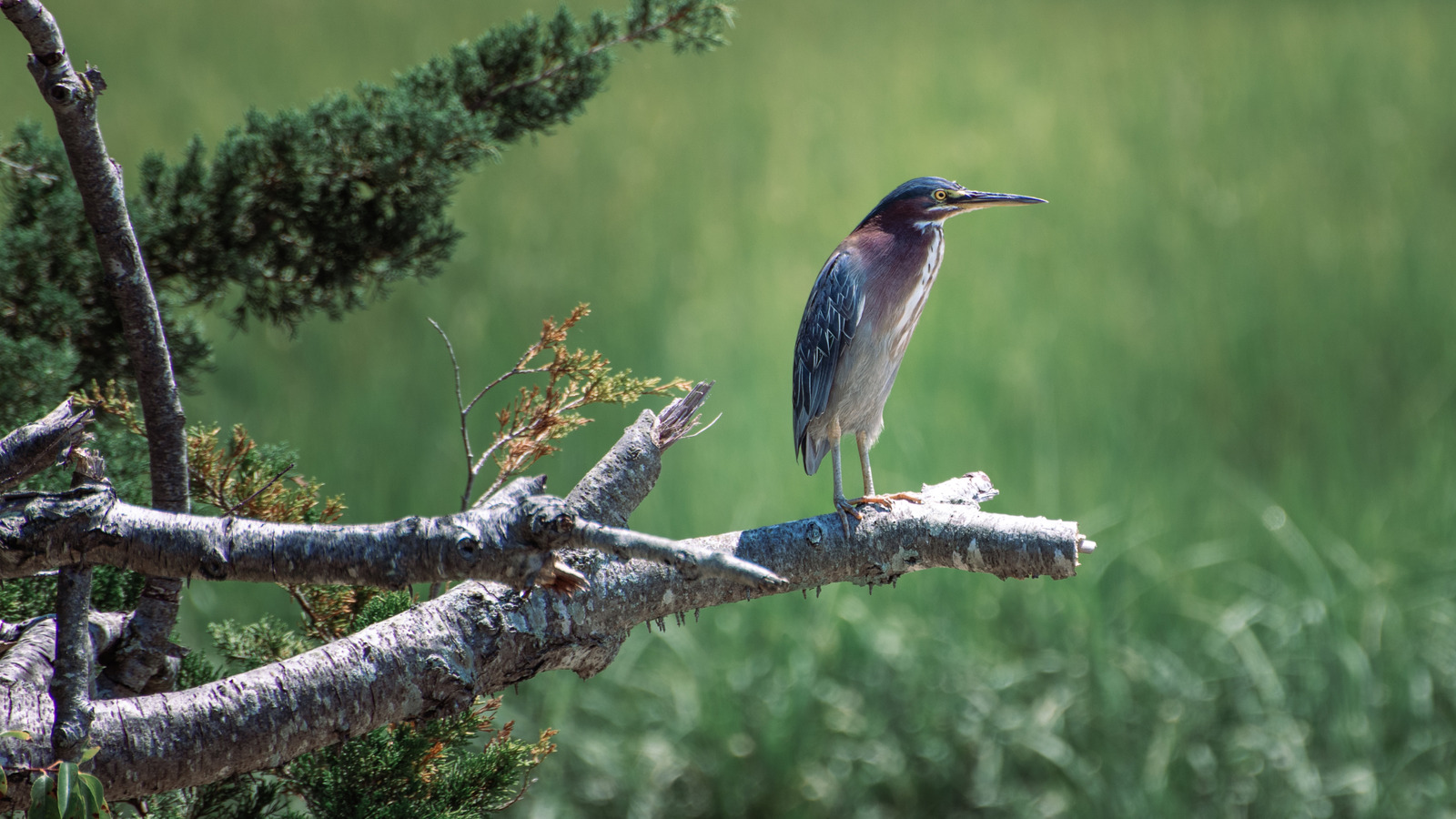 Delaware's Under-The-Radar Island Brimming With Unique Birds Is An ...