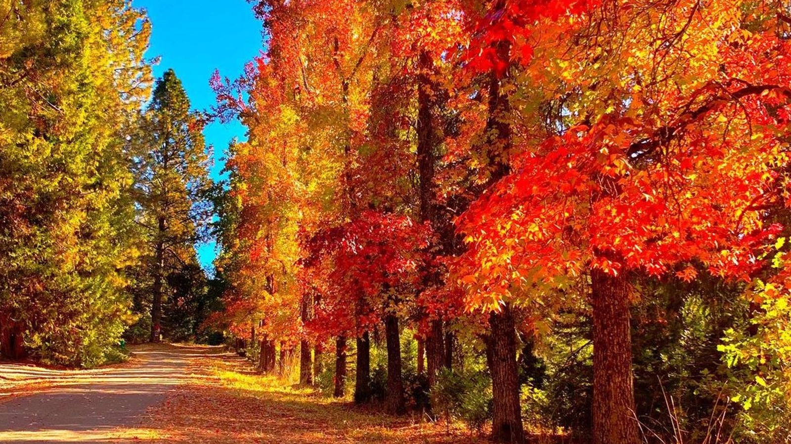 Experience New England-Style Fall Foliage Hues On This Breathtaking ...