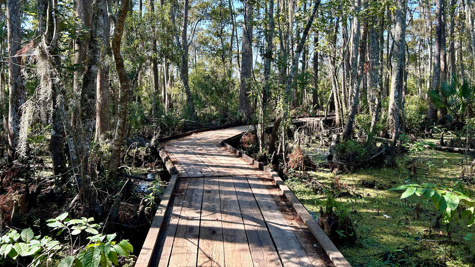Explore Louisiana's Wild Wetland's At Barataria Preserve's Swamps & Trails