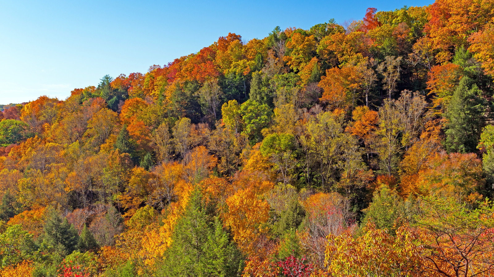 This Ohio State Park Has Towering Trees, Waterfalls, And Fall Foliage