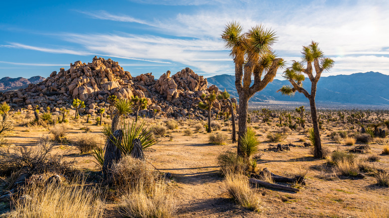 The 5 Best Destinations To Glamp Right By Joshua Tree National Park ...