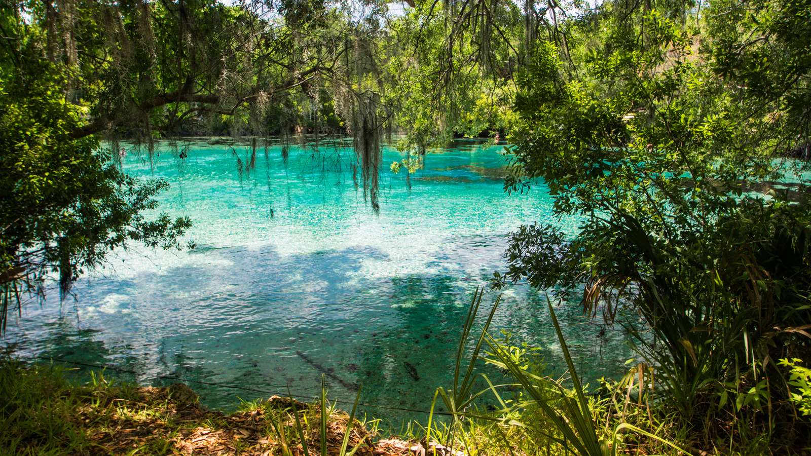 Florida Snorkeling Feels Like A Fairytale In This Crystal Basin Where ...