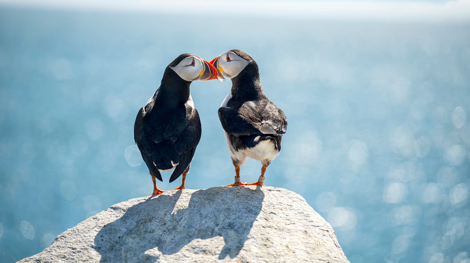 The 12 Best Places In Maine To See Wildlife
