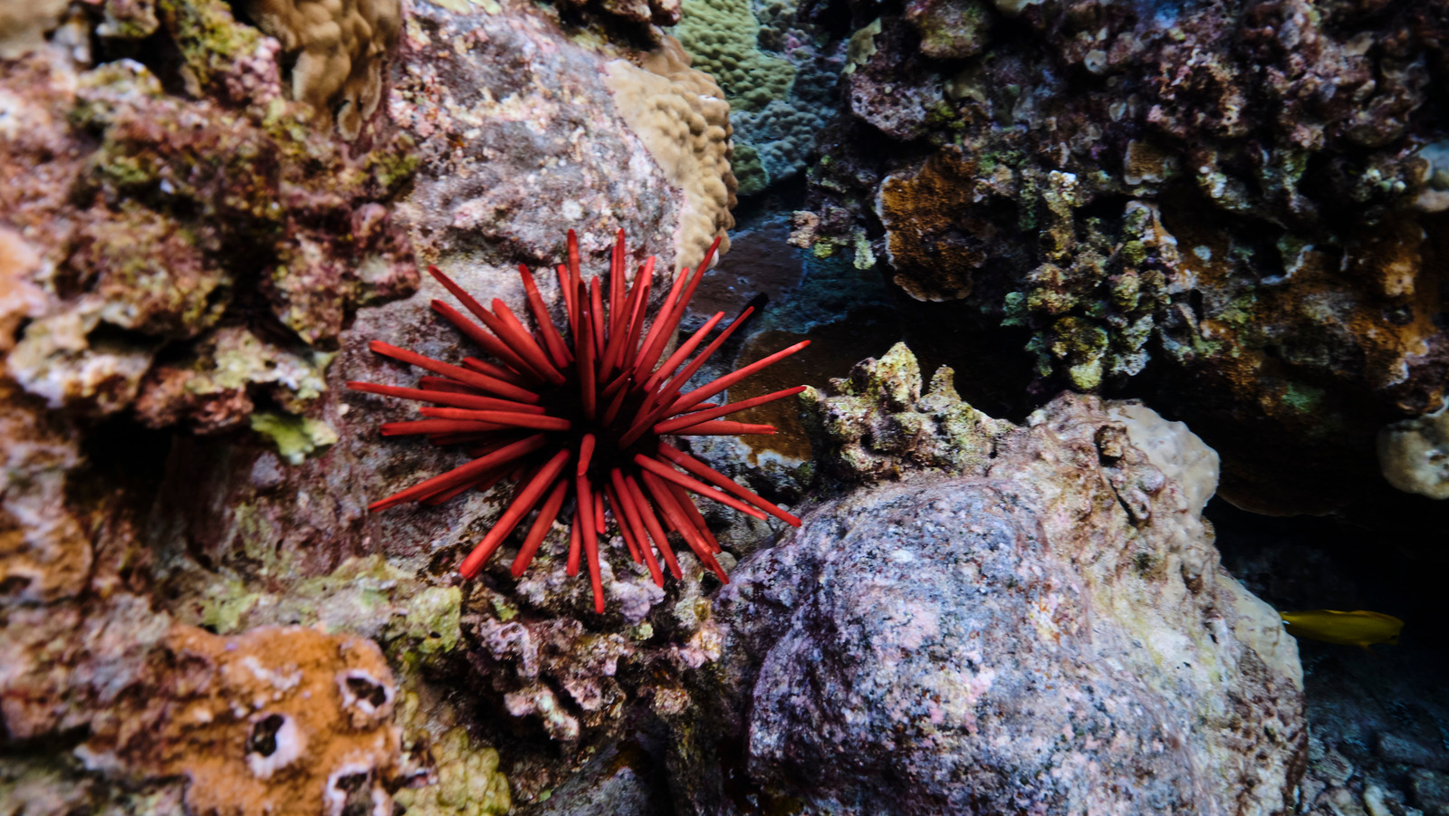 Hawaii's Most Dangerous Wildlife And How To Avoid It On Your Vacation