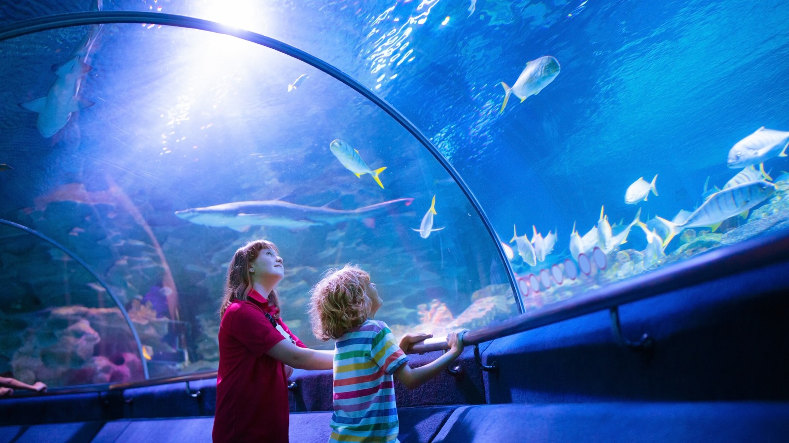 Hawaii's Most Popular Marine Mammal Park Is An Iconic Attraction, But ...