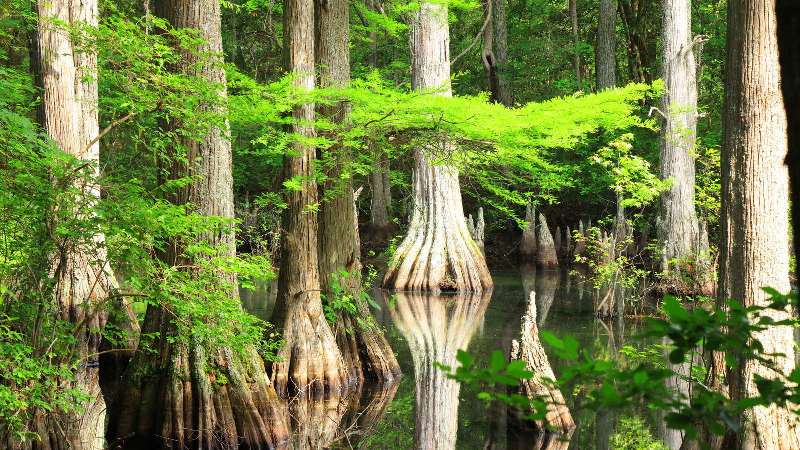 Hidden In Virginia Beach Is The State's Most Visited Park Full Of ...