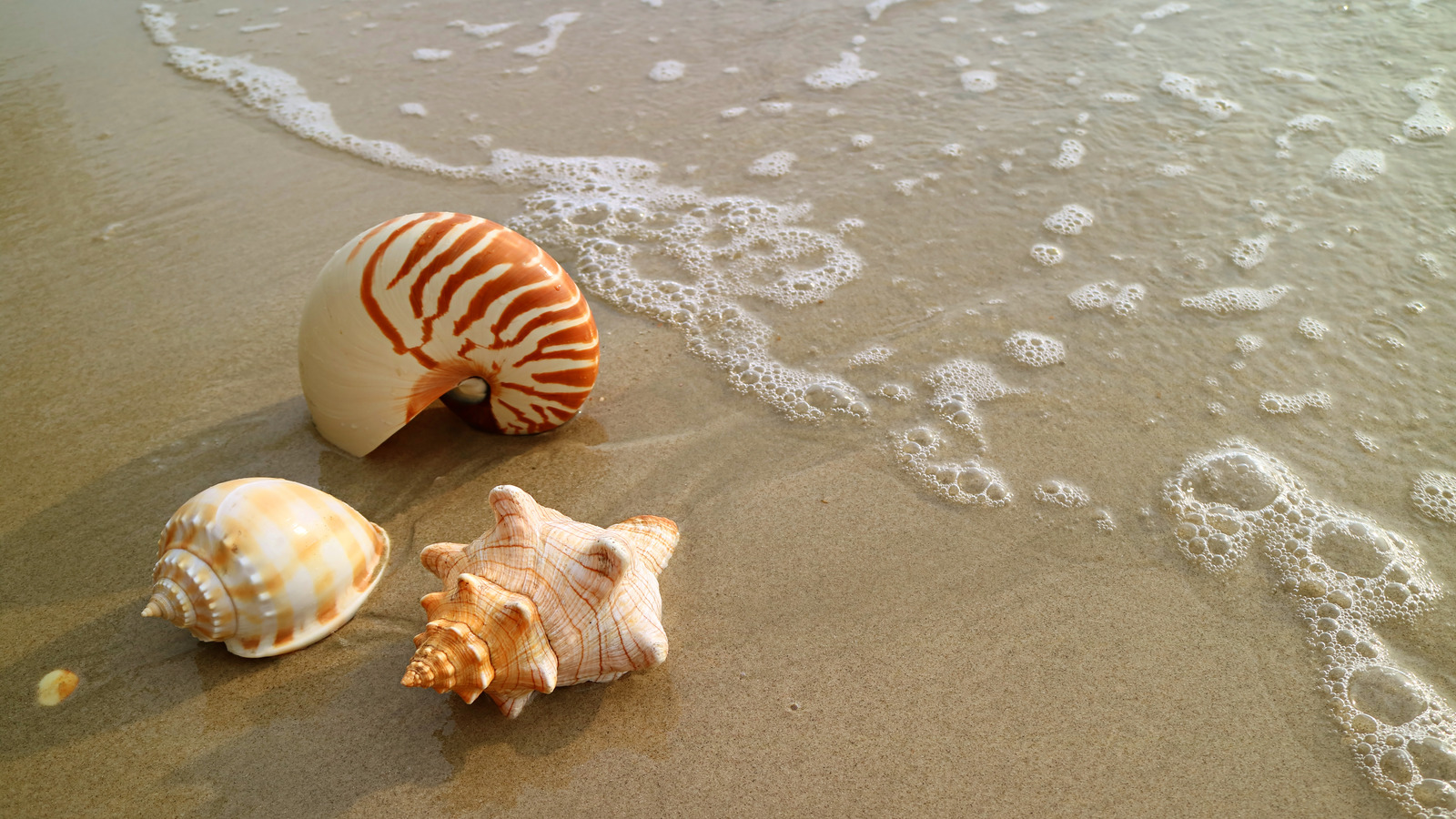 Why Taking Seashells From A Beach Can Be Harmful