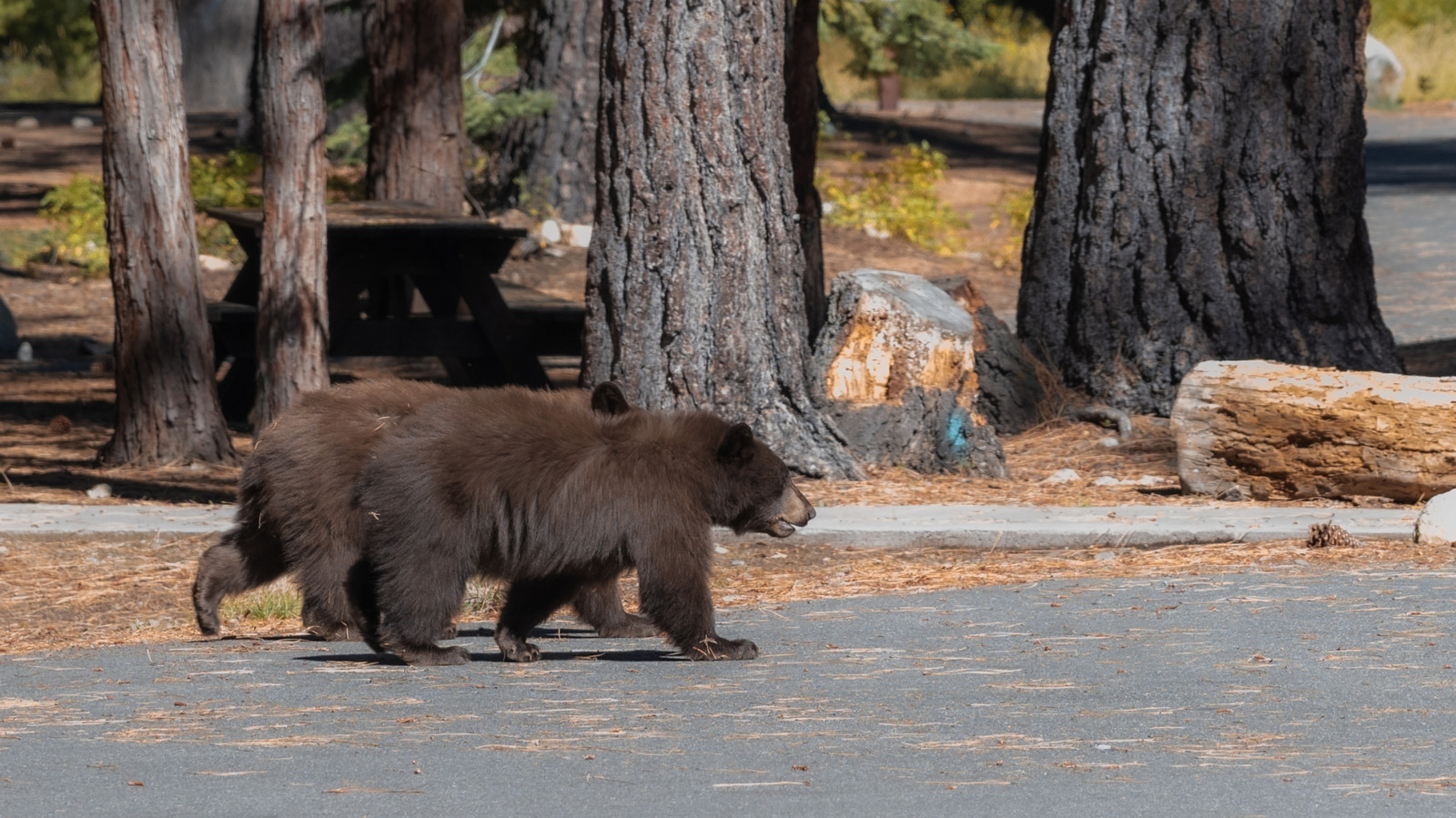 Leave Food In Your Car In This Popular California Region And Bears Will ...