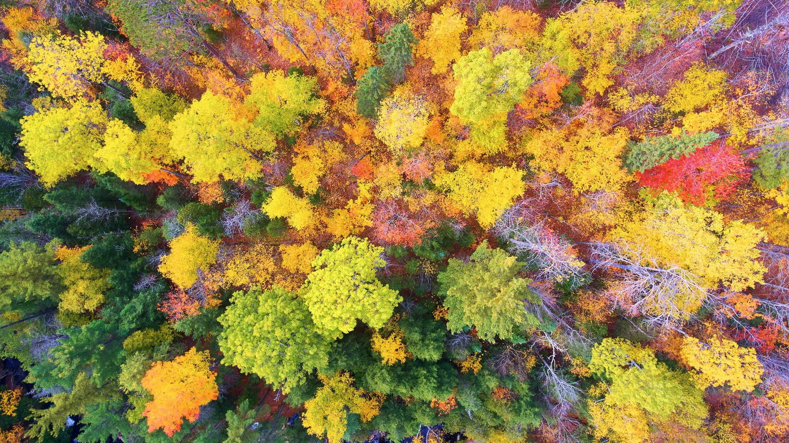 Michigan's Highest Peak Offers A Secluded Scenic Drive, Pristine Forest ...