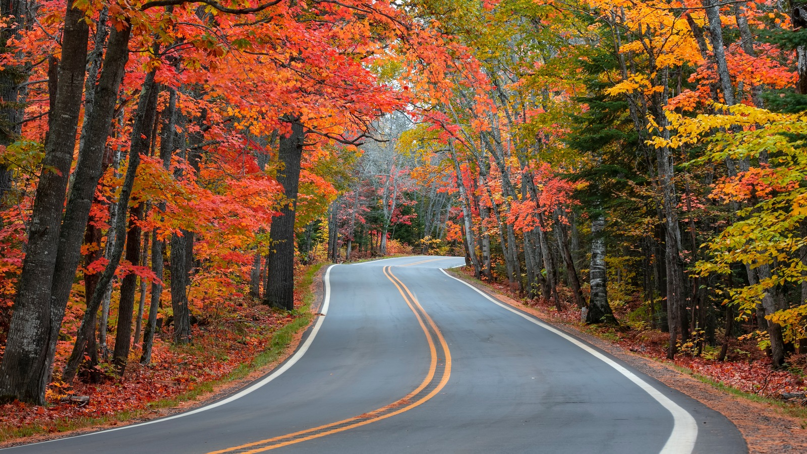 Drive Through Stunning Fall Foliage On Michigan's 'Tunnel Of Trees'