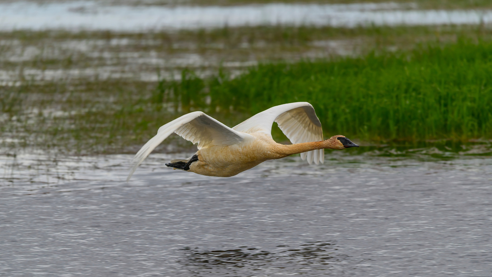 Michigan's Wildlife Marshland Is An Under-The-Radar Scenic Area Hiding ...
