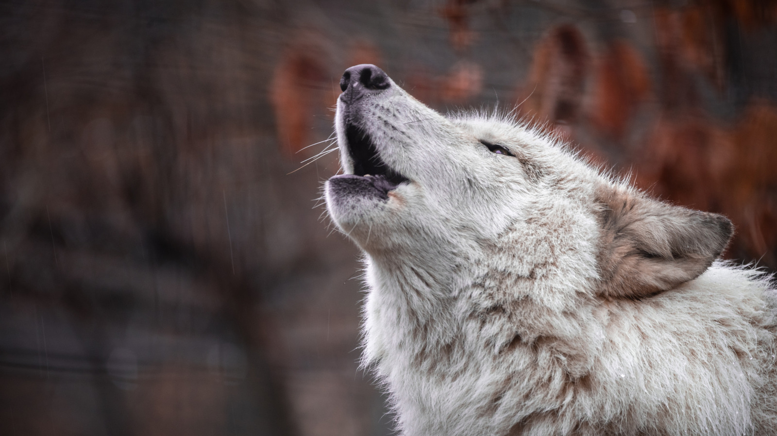 Near Colorado Springs Is A High-Country Wildlife Sanctuary Offering Up ...