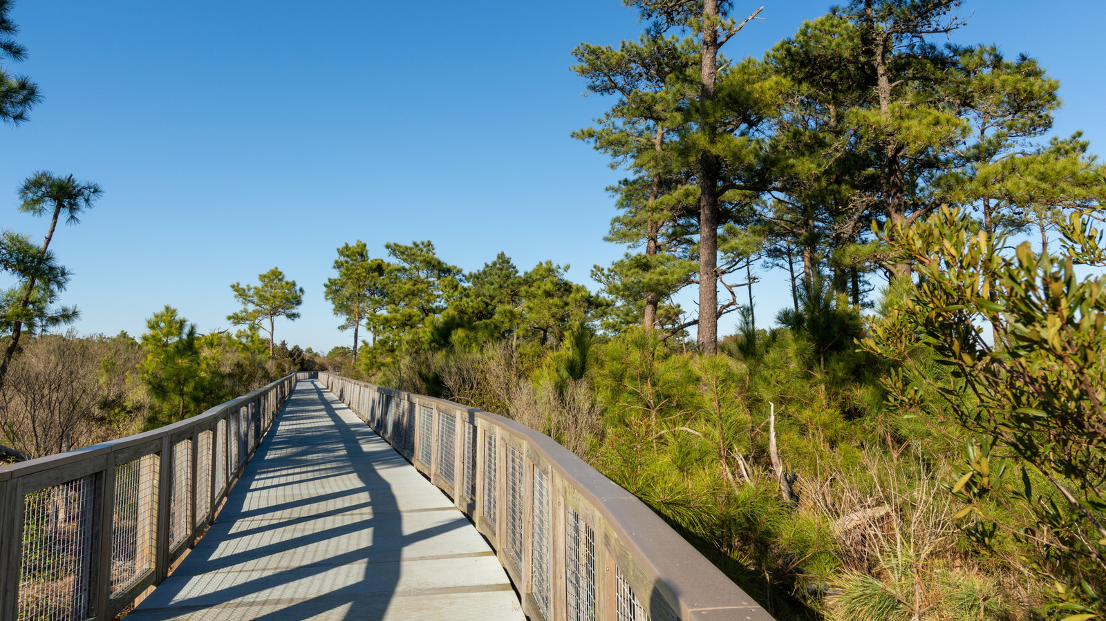 Nestled On Delaware's Coast Is A Pristine State Park Full Of Sandy ...