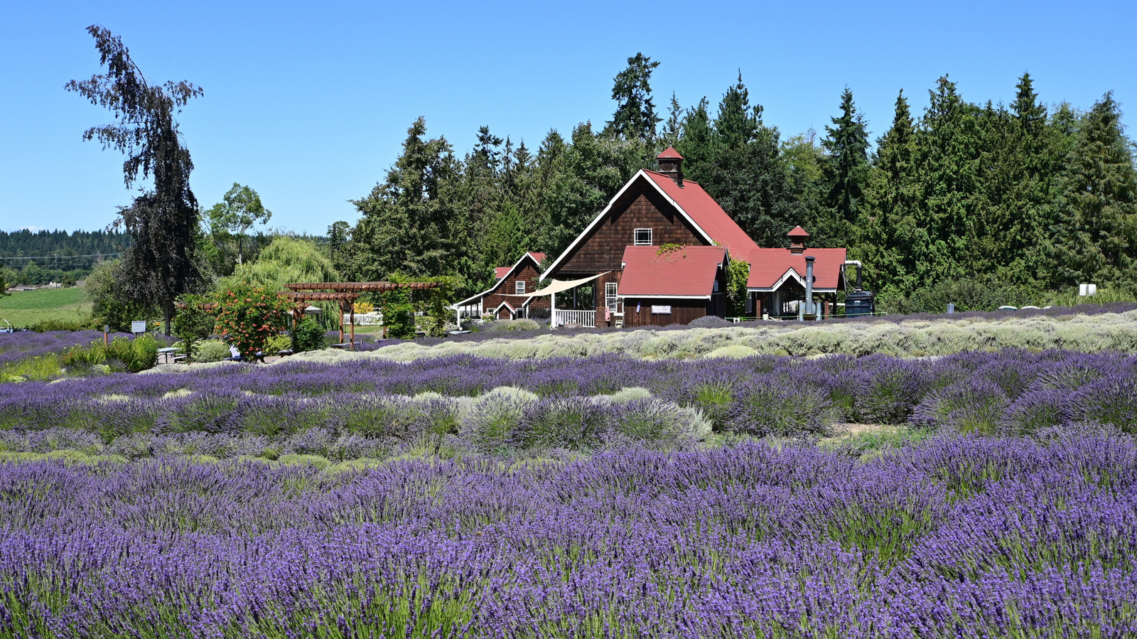 North America's Lavender Capital Is A Charming Washington Town With ...