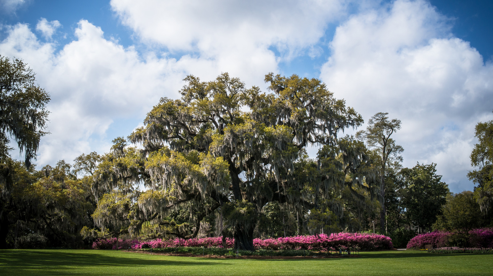 North Carolina's Coast Hosts Historic Gardens With Mighty Oaks, Lush ...
