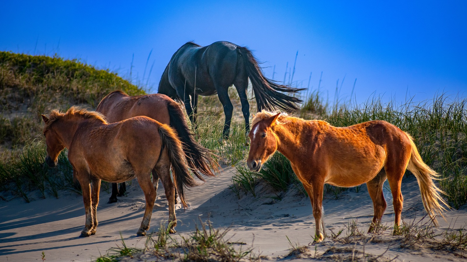 North Carolina's Untamed Beach Town Is Home To Roaming Mustangs ...