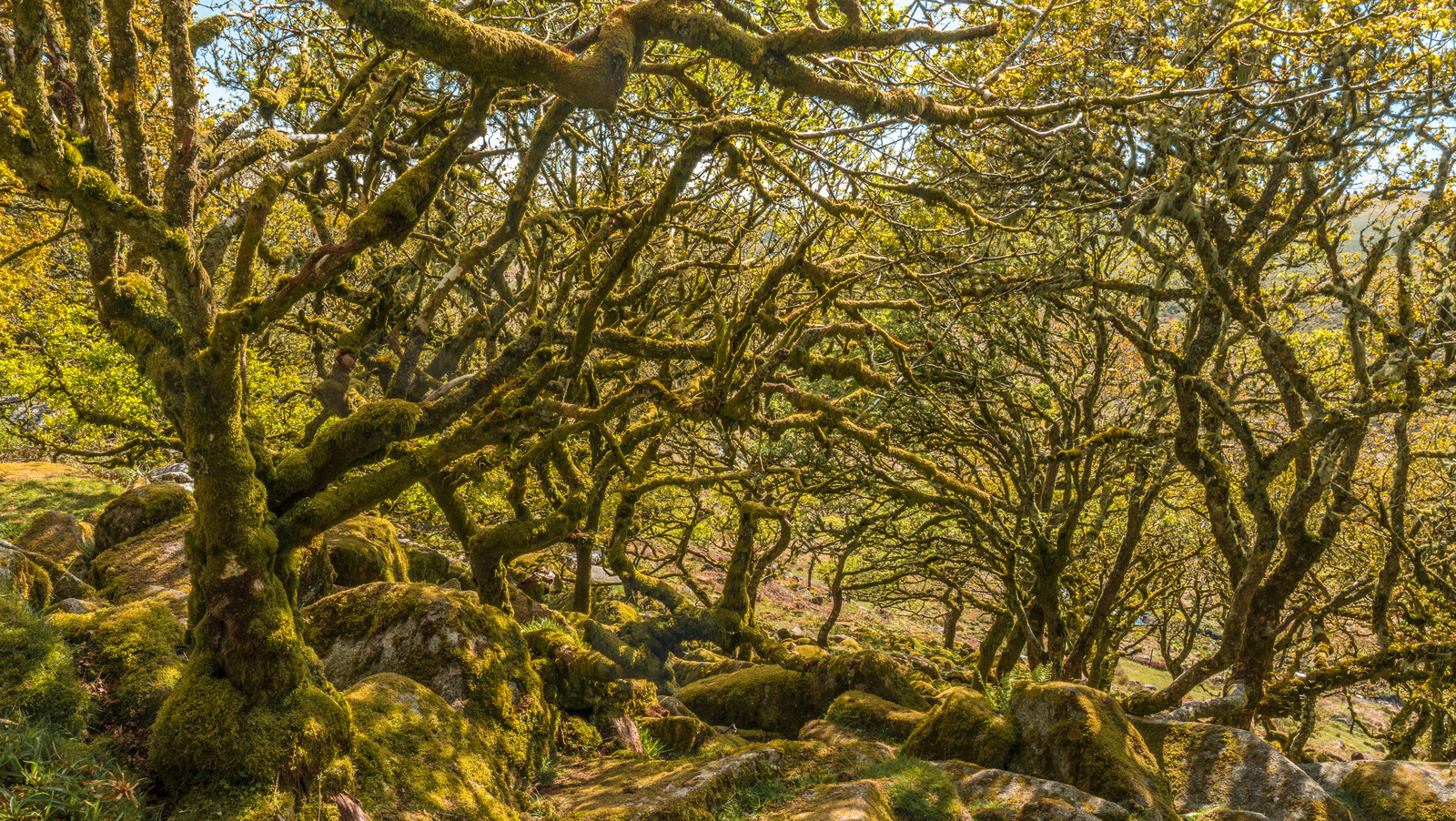 One Of Britain's Oldest Forests Is In A National Park Steeped With ...