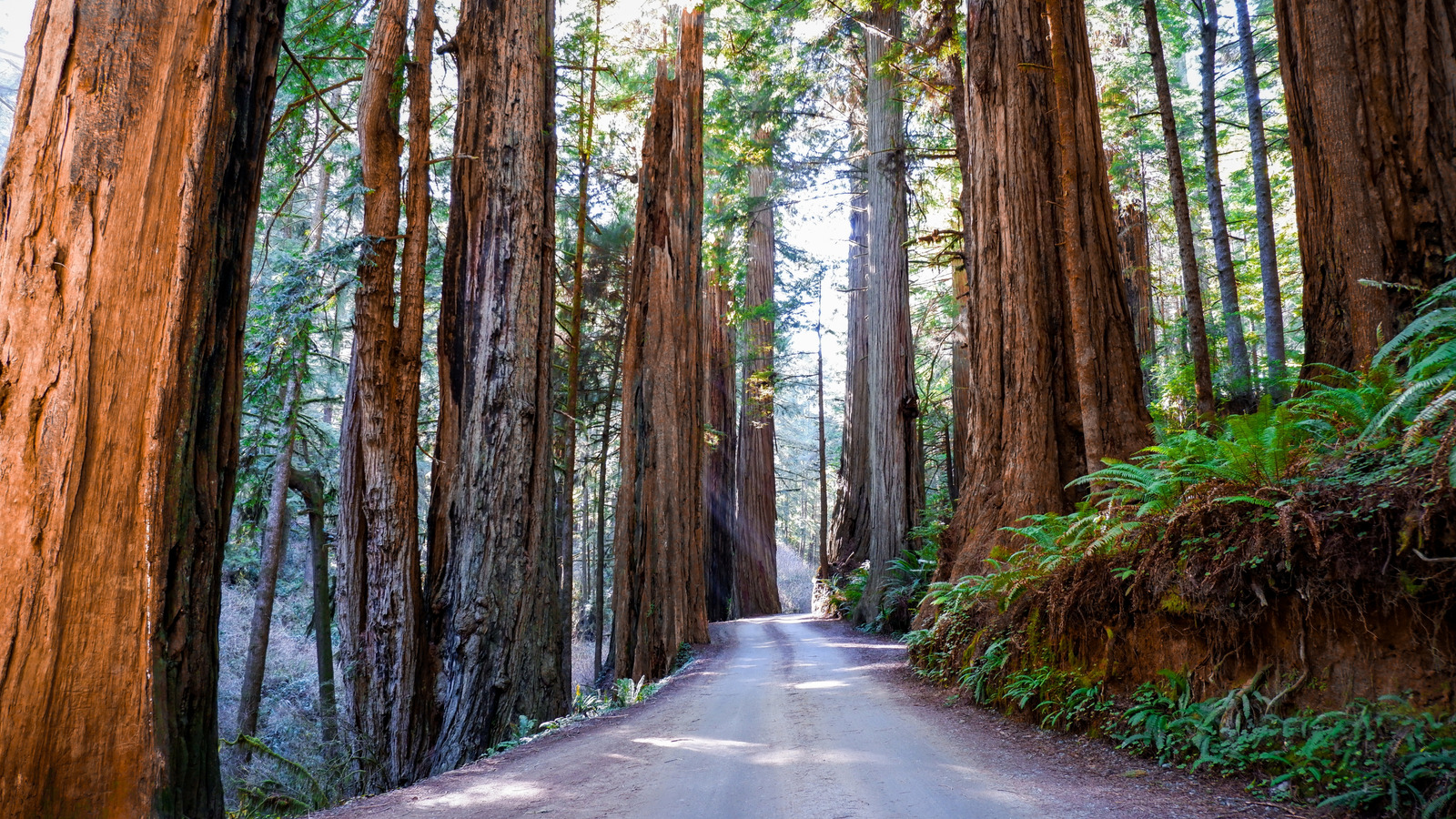 One Of California's Most Beloved Parks Is A Timeless Grove Of Towering ...