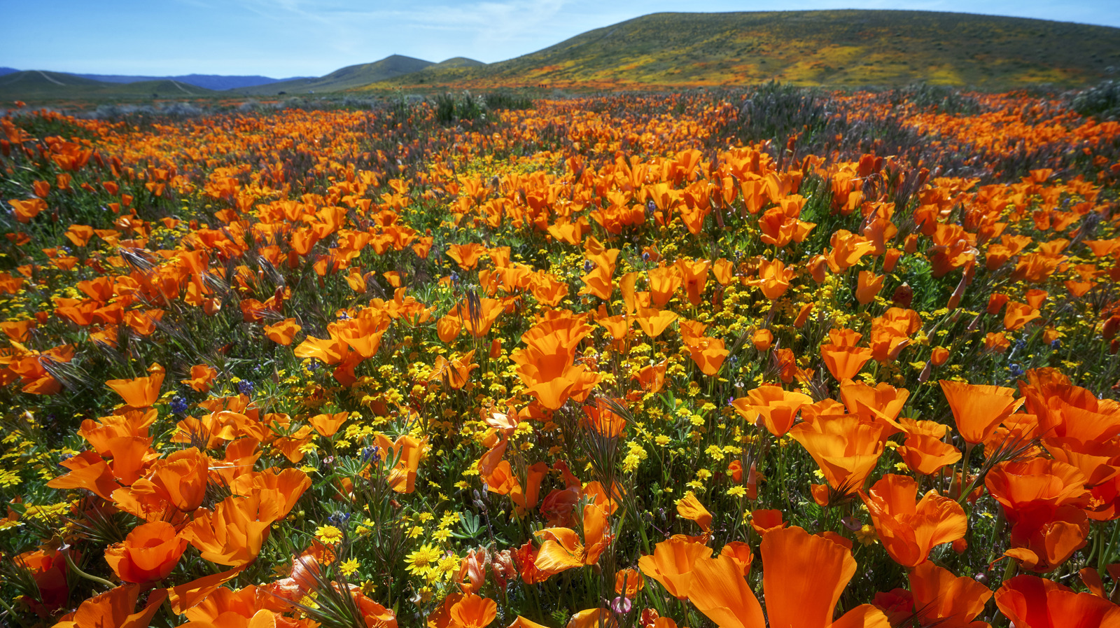 One Of California's Most Consistent Poppy-Bearing Areas Is An ...