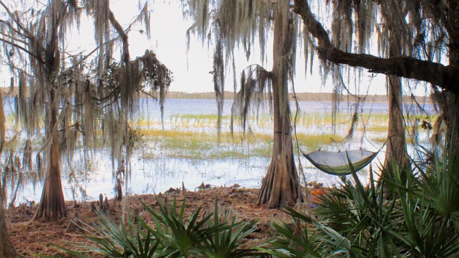 One Of Florida's Few Remaining Lakes With An Undeveloped Shore Is A ...