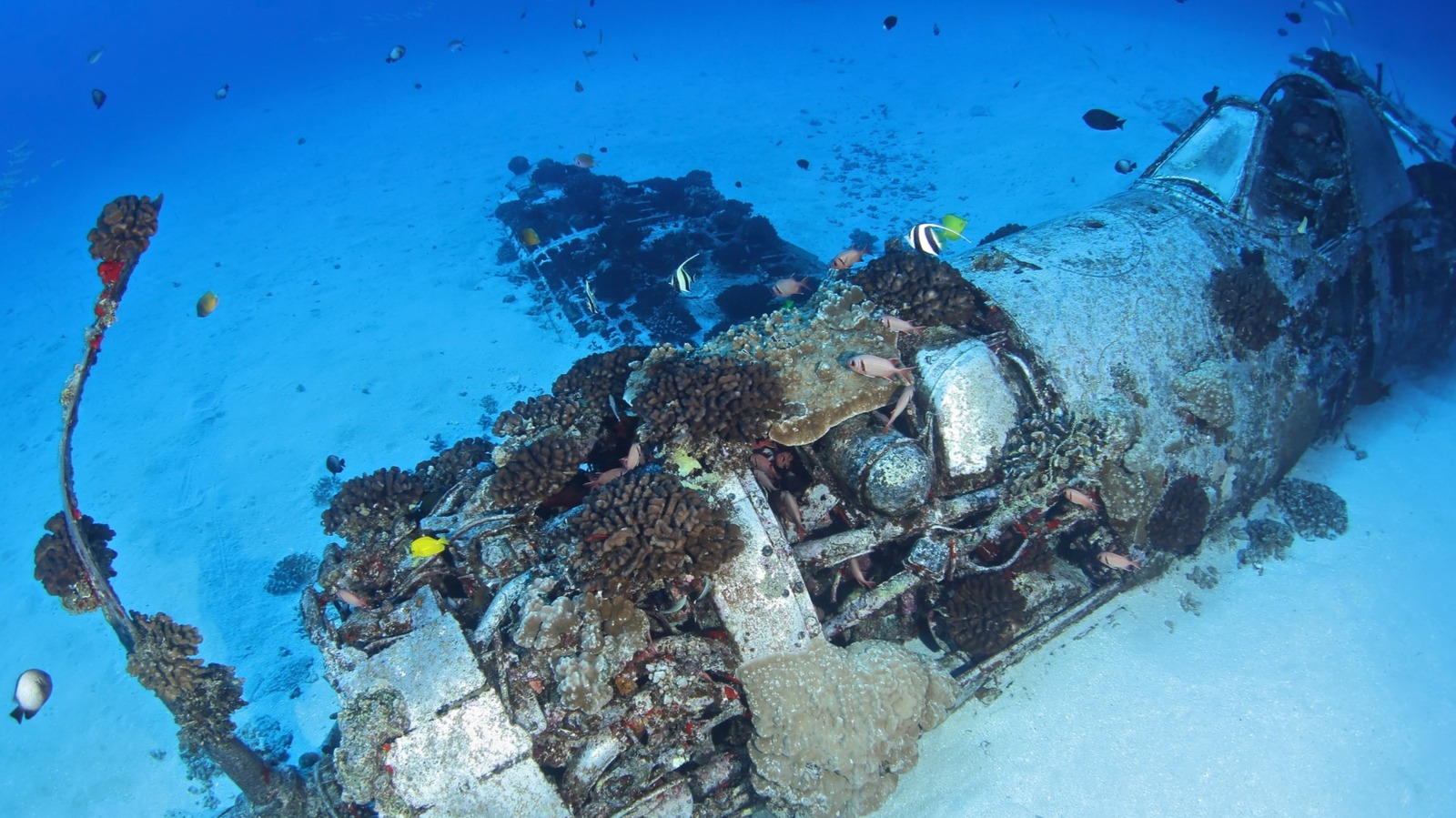 One Of Hawaii's 'Premier Wreck' Sites Is A Diver's Playground With ...