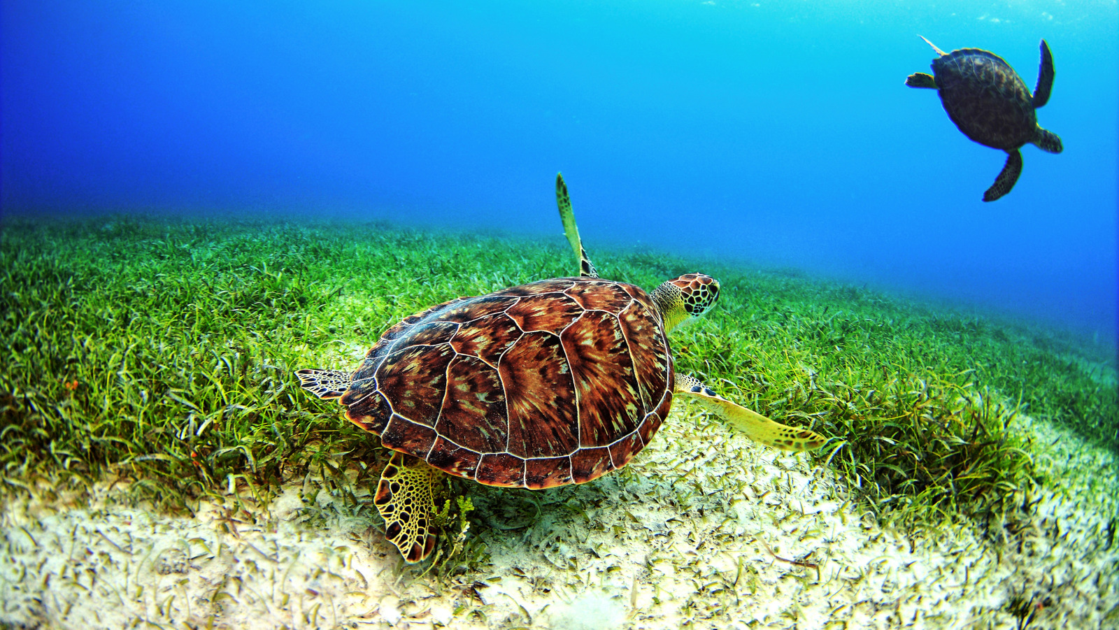 One Of Puerto Rico's Most Popular Urban Beaches Is Ideal For Snorkeling ...