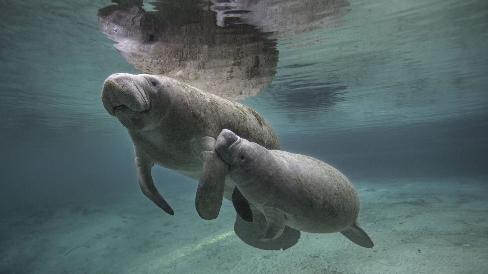 View Florida Manatees At Tampa Electric's Big Bend Power Station