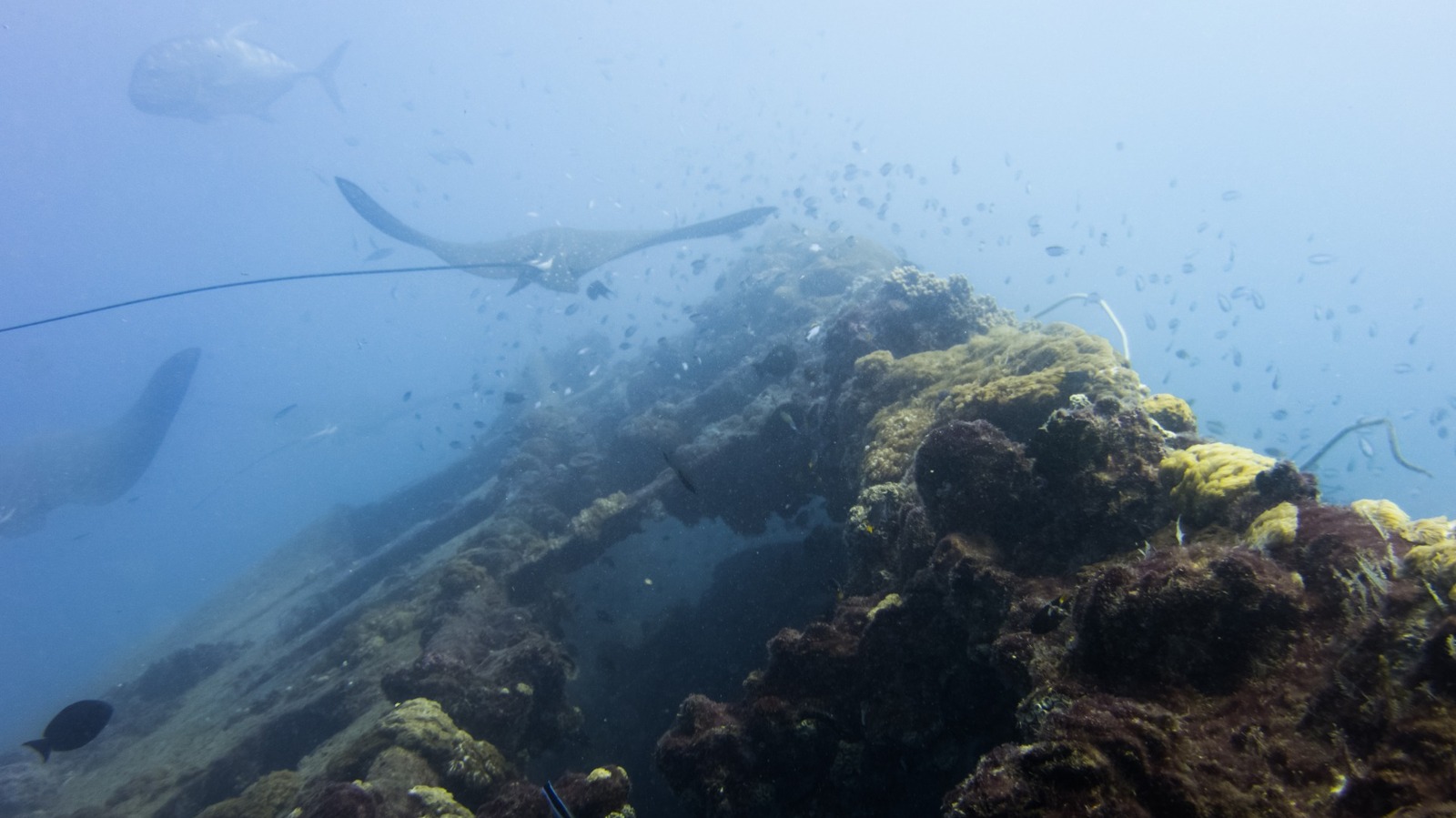 One Of The Best Great Barrier Reef Dives Is This Historic Shipwreck