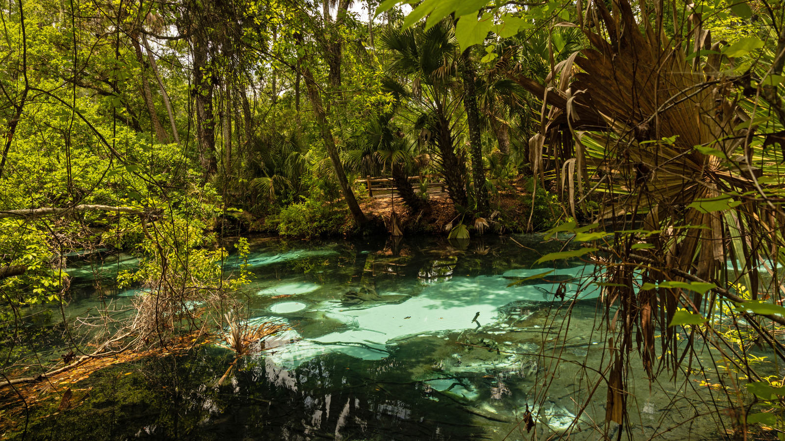 One Of The East Coast's Oldest Recreation Areas Is A Natural Florida ...