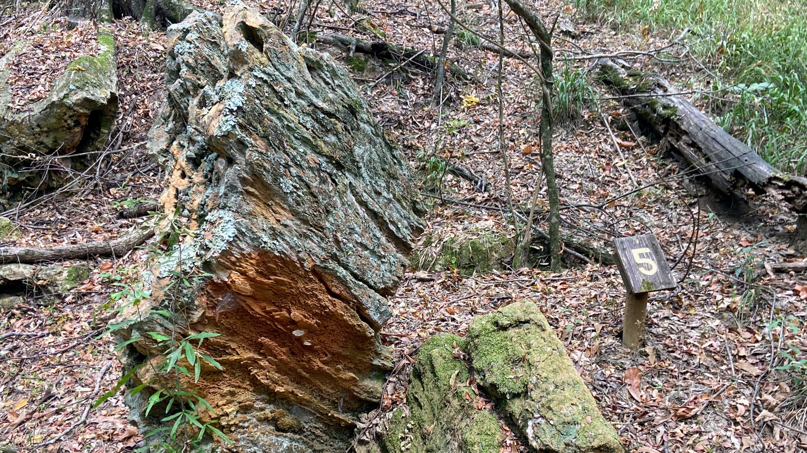 One Of The Few Petrified Forests In America Has Preserved Ancient Trees ...