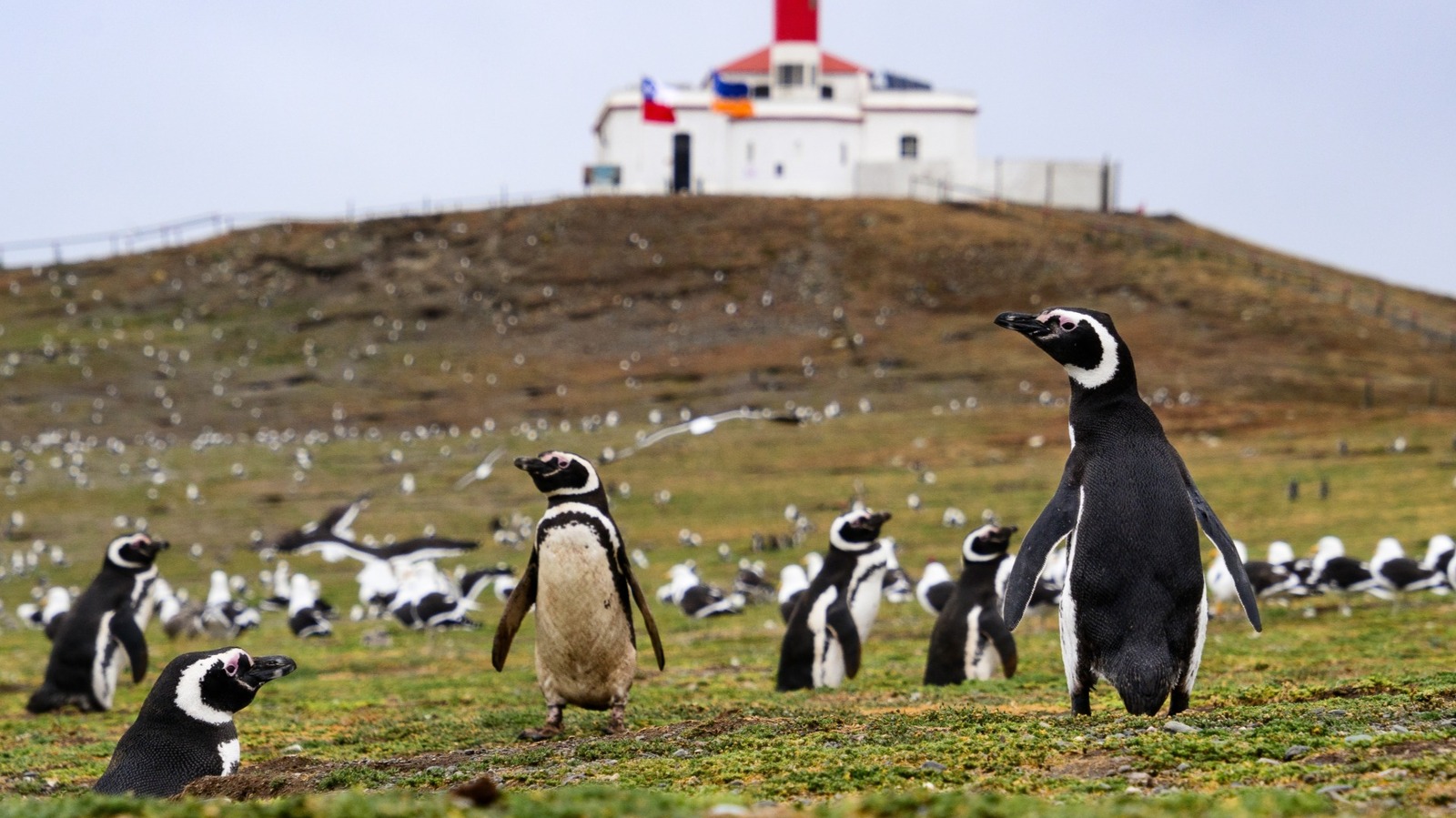 One Of The World's Best Destinations To View Penguins Is A Gorgeous ...